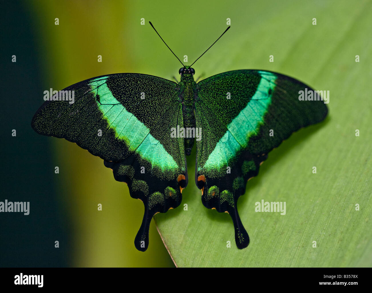 Emerald swallowtails hi-res stock photography and images - Alamy