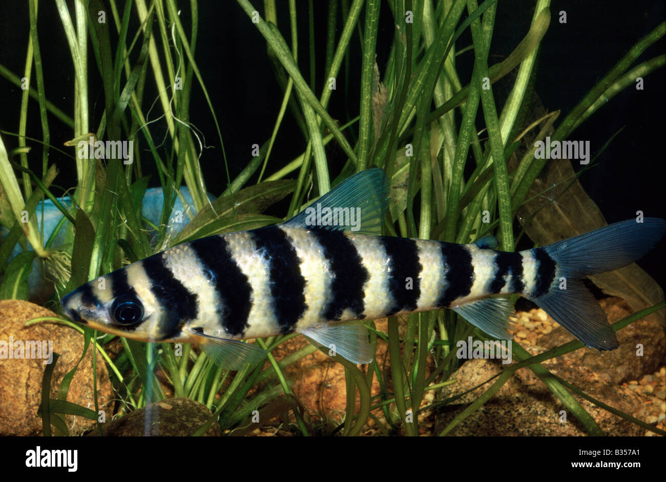 Leporinus hi-res stock photography and images - Alamy