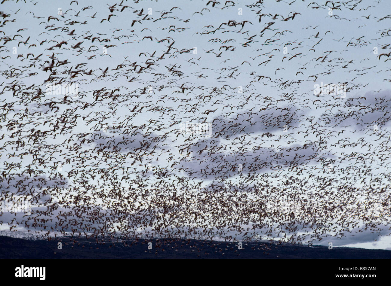 Migration landscape hi-res stock photography and images - Alamy