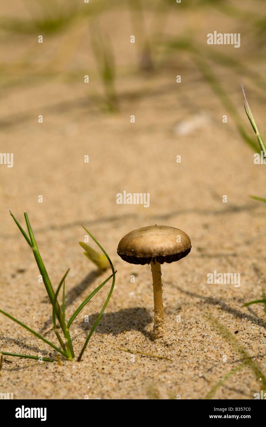 Dune fungi hi-res stock photography and images - Alamy