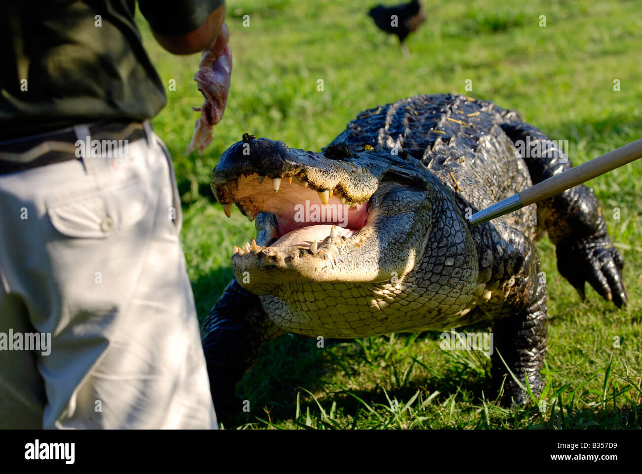 Hand feeding alligator hi-res stock photography and images - Alamy