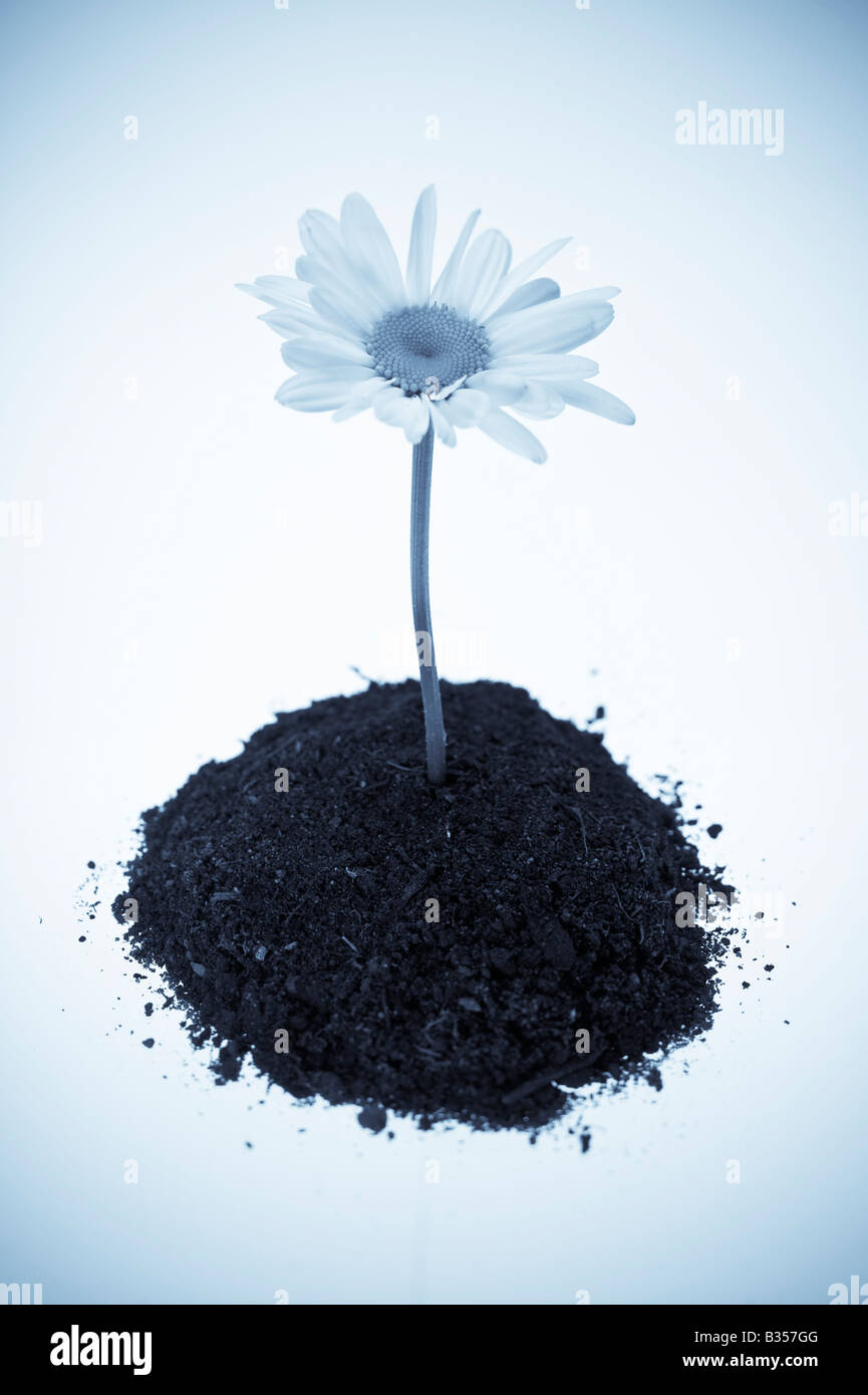 Daisy flower sprouting out of a clump of soil Stock Photo - Alamy