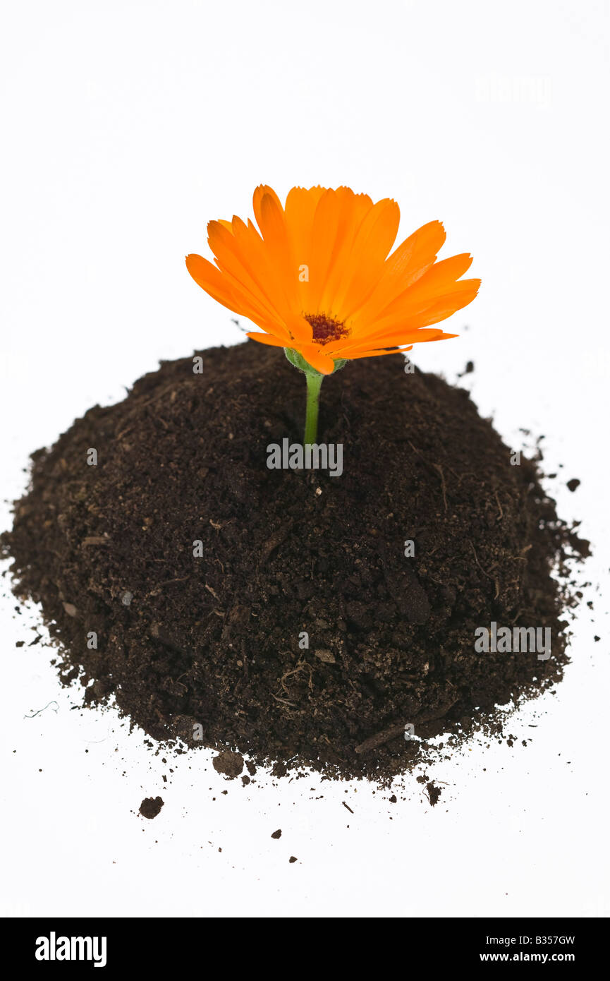 A daisy like flower Cut Out Stock Images & Pictures - Alamy