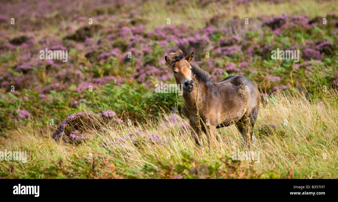 Exmoor pony foal grazing amongst flowering heather in the summertime ...