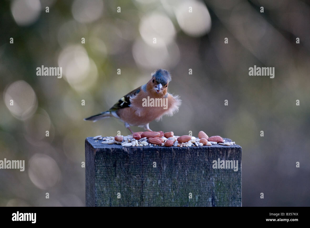 Wind Ruffled Feathers High Resolution Stock Photography and Images - Alamy