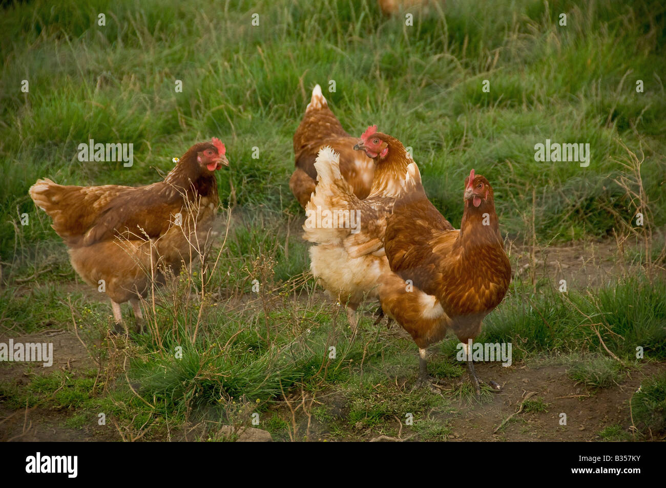 Organic free range chickens in a UK Field Stock Photo - Alamy