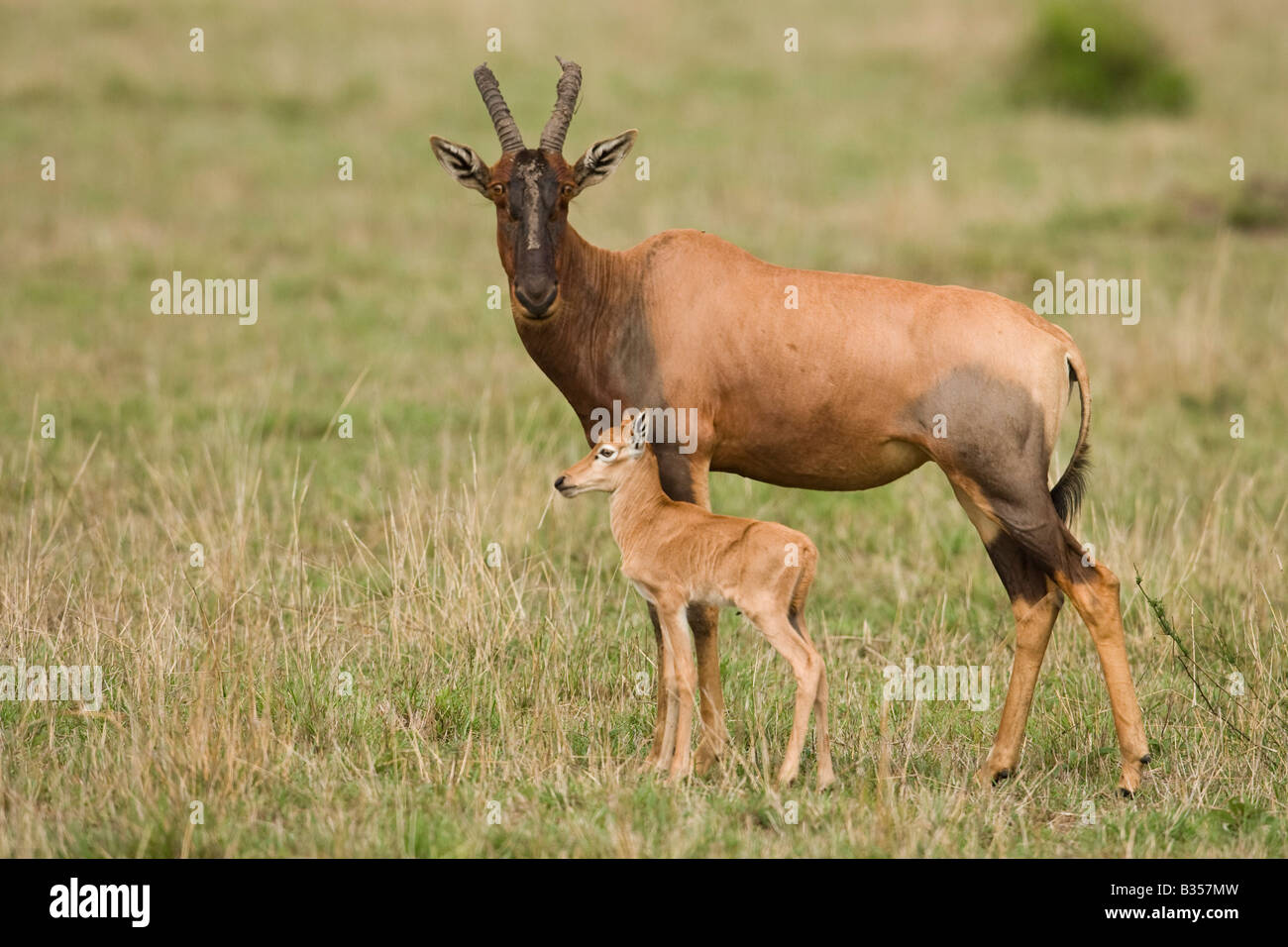 Topi mom hi-res stock photography and images - Alamy