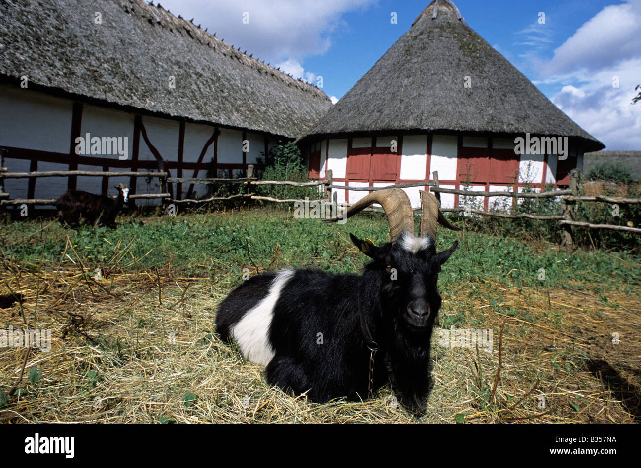 Denmark Odense Den Fynske Landsby The Funen Village goat Stock Photo ...