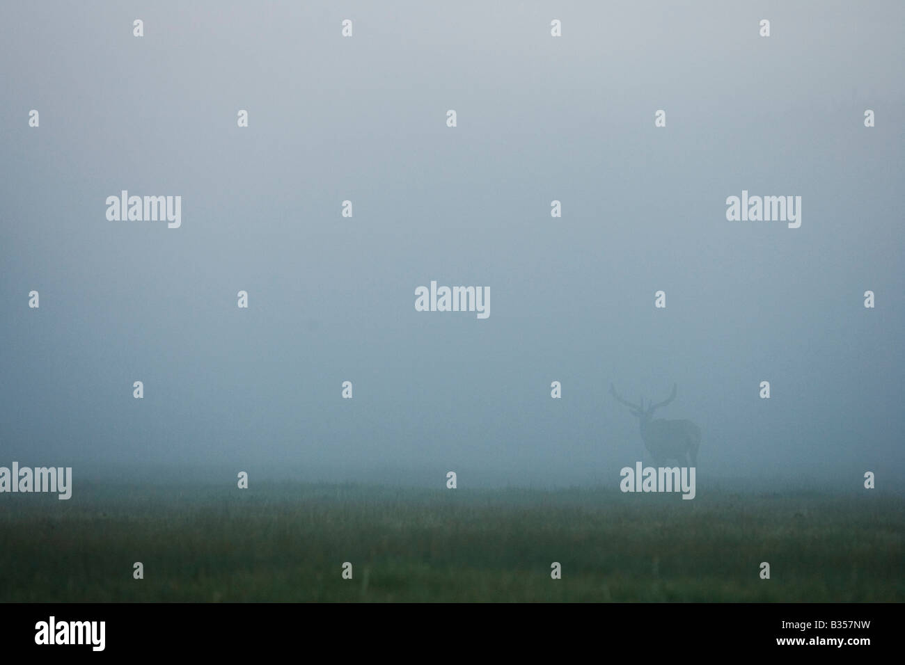 The velvet fog hi-res stock photography and images - Alamy
