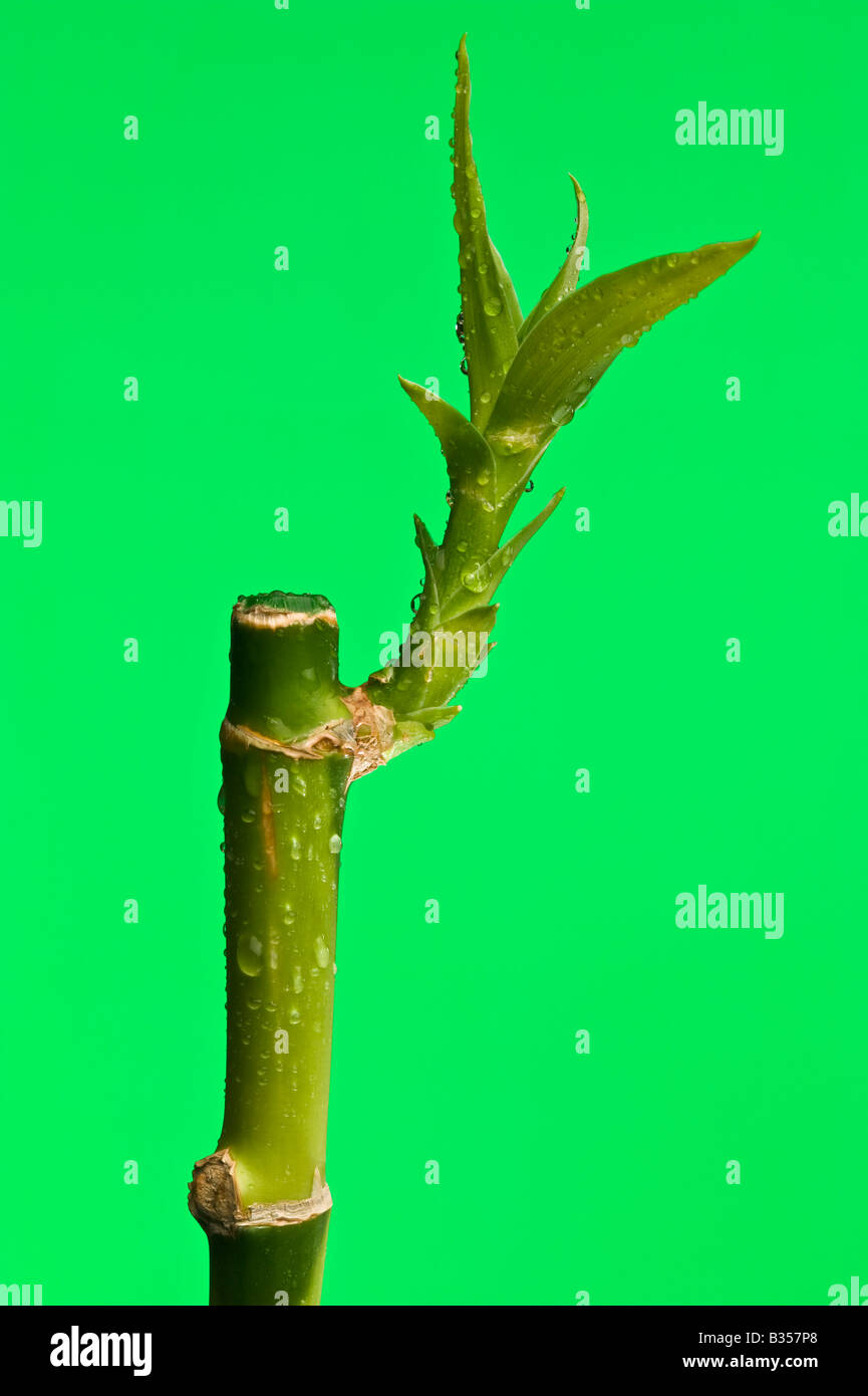 Close up of a bamboo sprouting a new set of leaves Stock Photo - Alamy