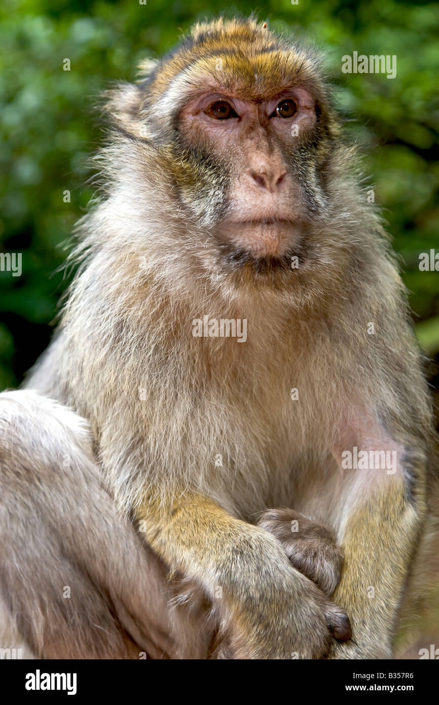 Barbary Macaque monkey from France Alsace Kintzheim Stock Photo - Alamy