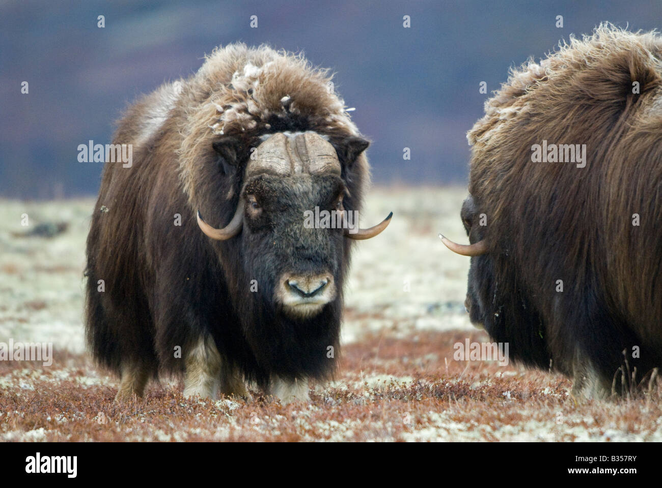 Ovibos moschatus hi-res stock photography and images - Alamy