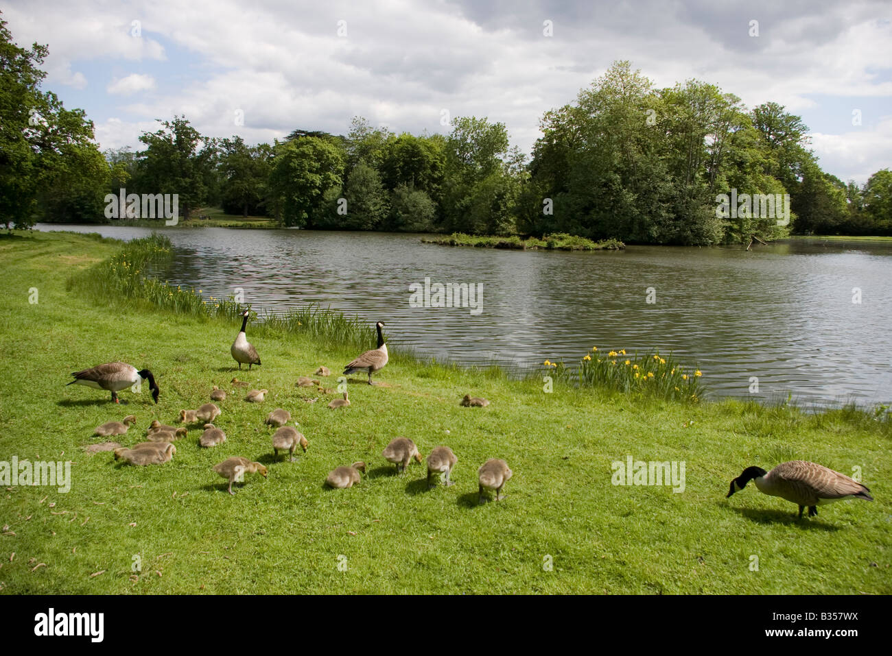 London Park, painshill park Cobham Surrey UK Stock Photo - Alamy
