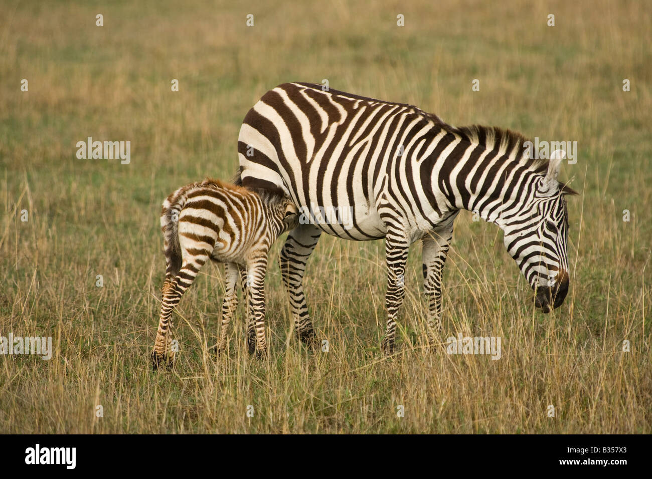 Plains Zebra (Equus quagga boehmi) mother and young nursing Stock Photo ...