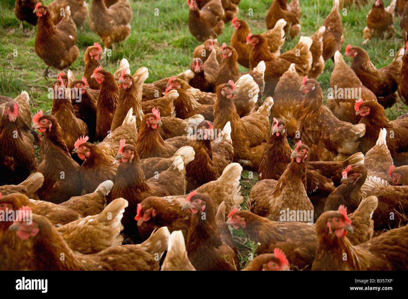 Ginger coloured chickens hi-res stock photography and images - Alamy