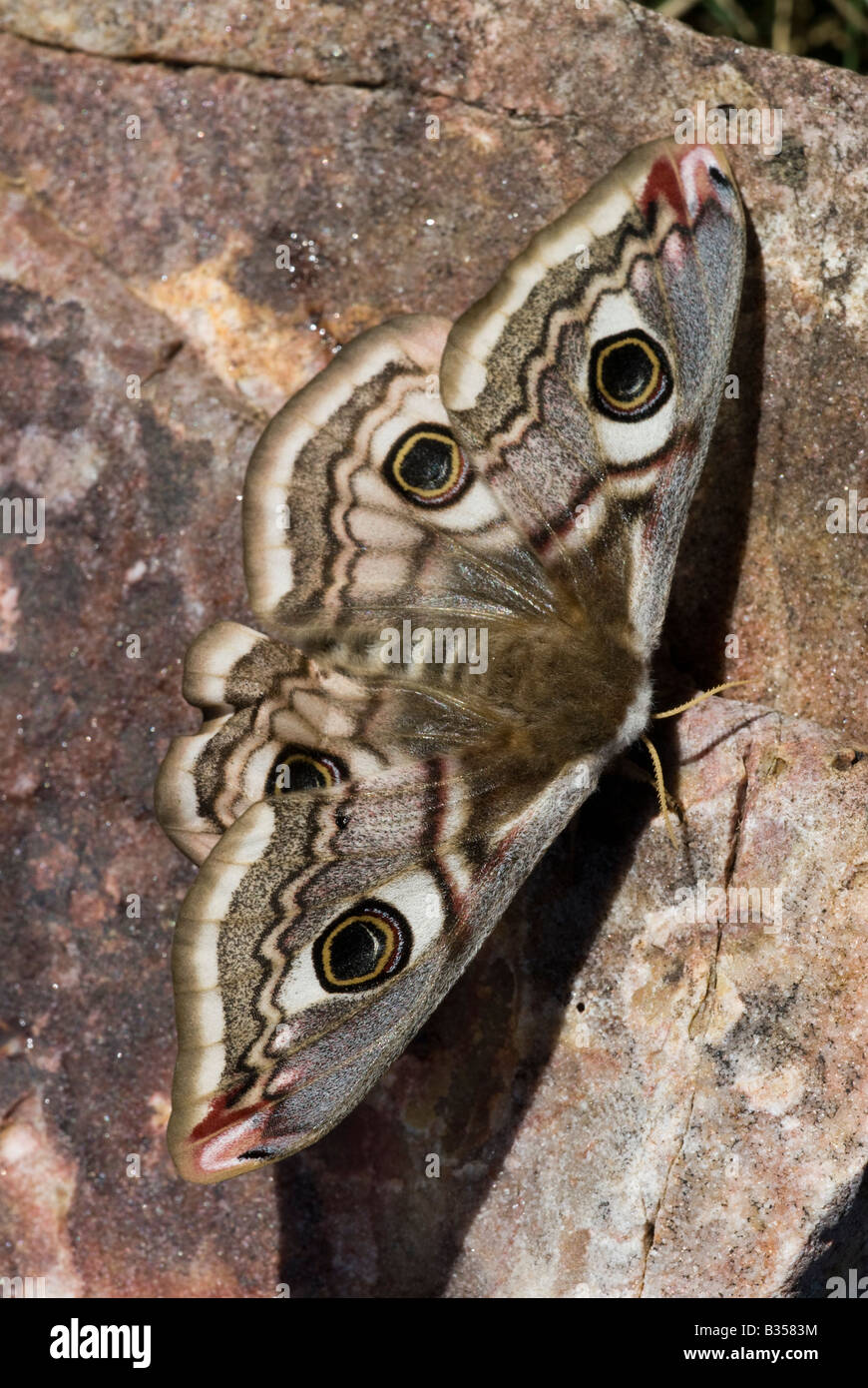 Emperor Moth (Saturnia pavonia) female, newly emerged, on rock Stock ...