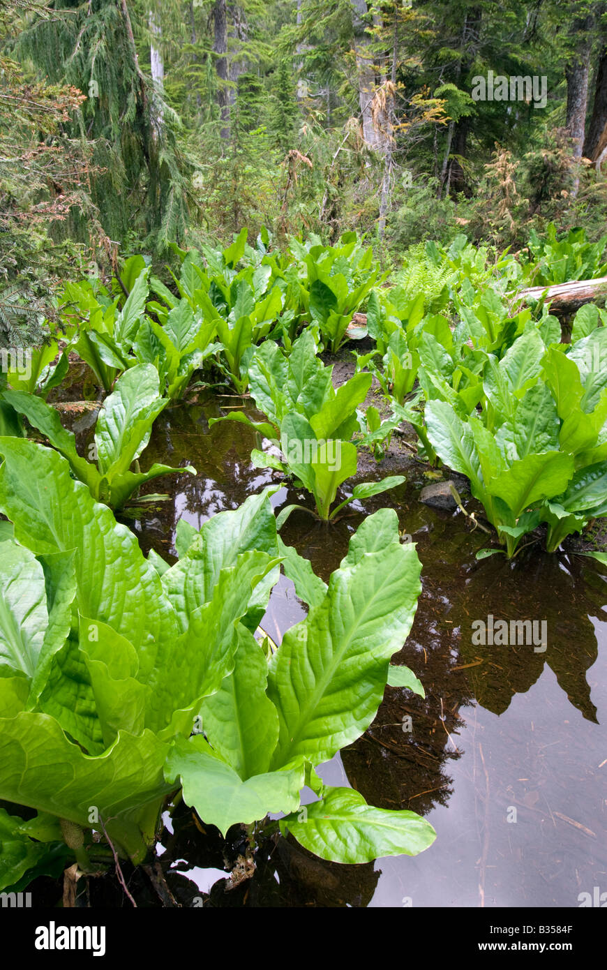 Skunk cabbage in Washington's Cascade Mountains Stock Photo - Alamy