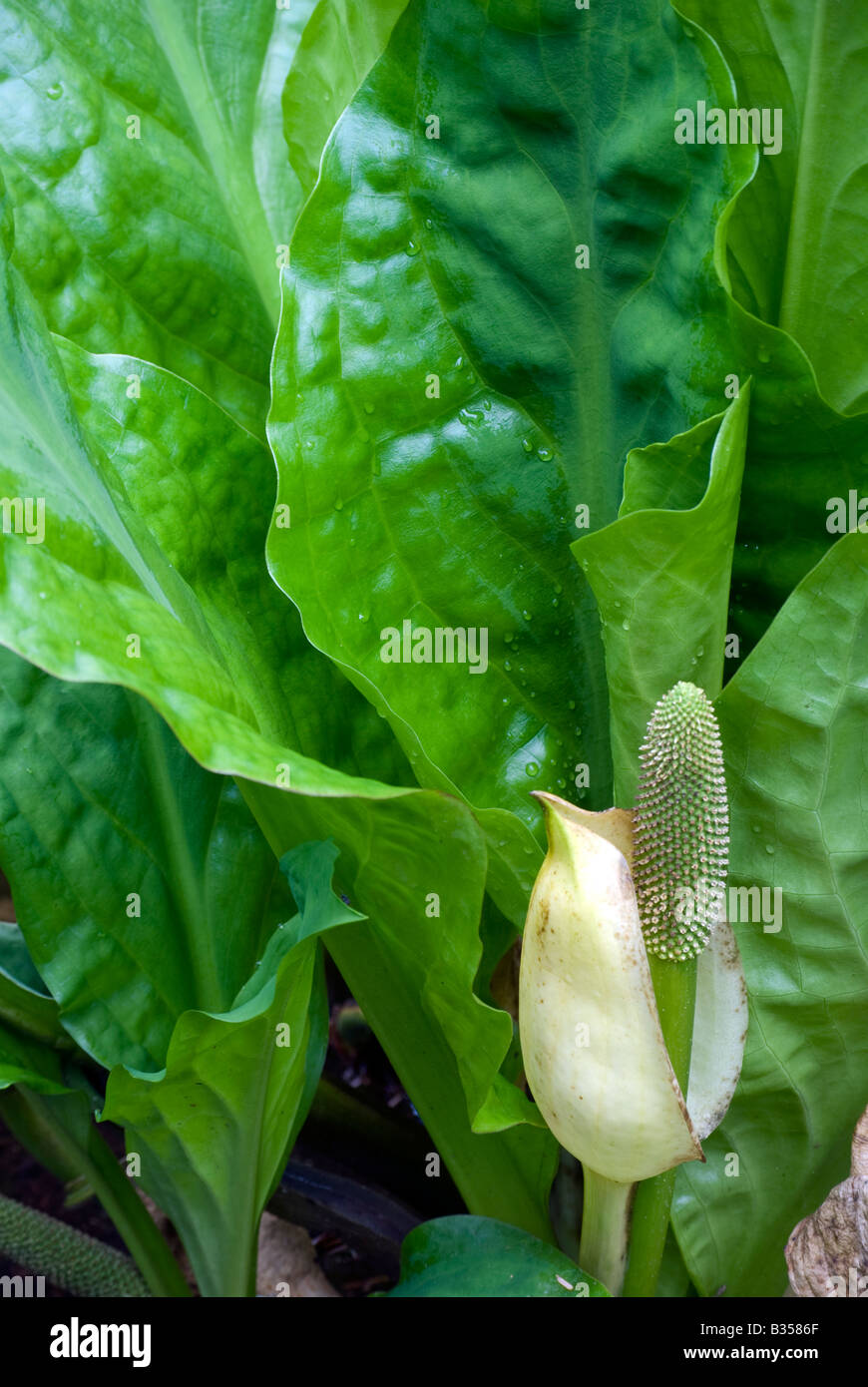 A skunk cabbage in Washington's Cascade Mountains Stock Photo - Alamy