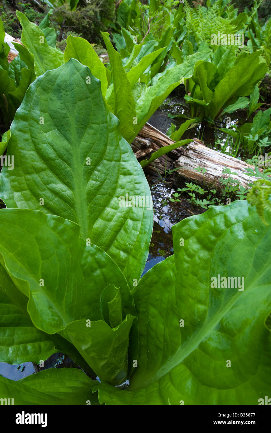 Skunk cabbage in Washington's Cascade Mountains Stock Photo - Alamy
