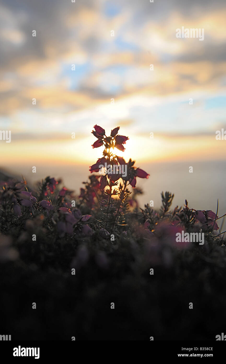 Sunset over irish sea hi-res stock photography and images - Alamy