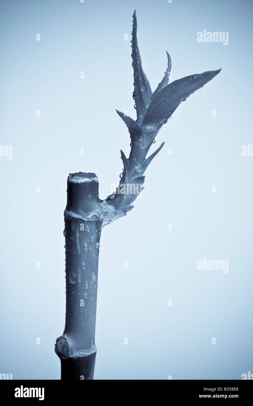 Sprouting bamboo leaves hi-res stock photography and images - Alamy