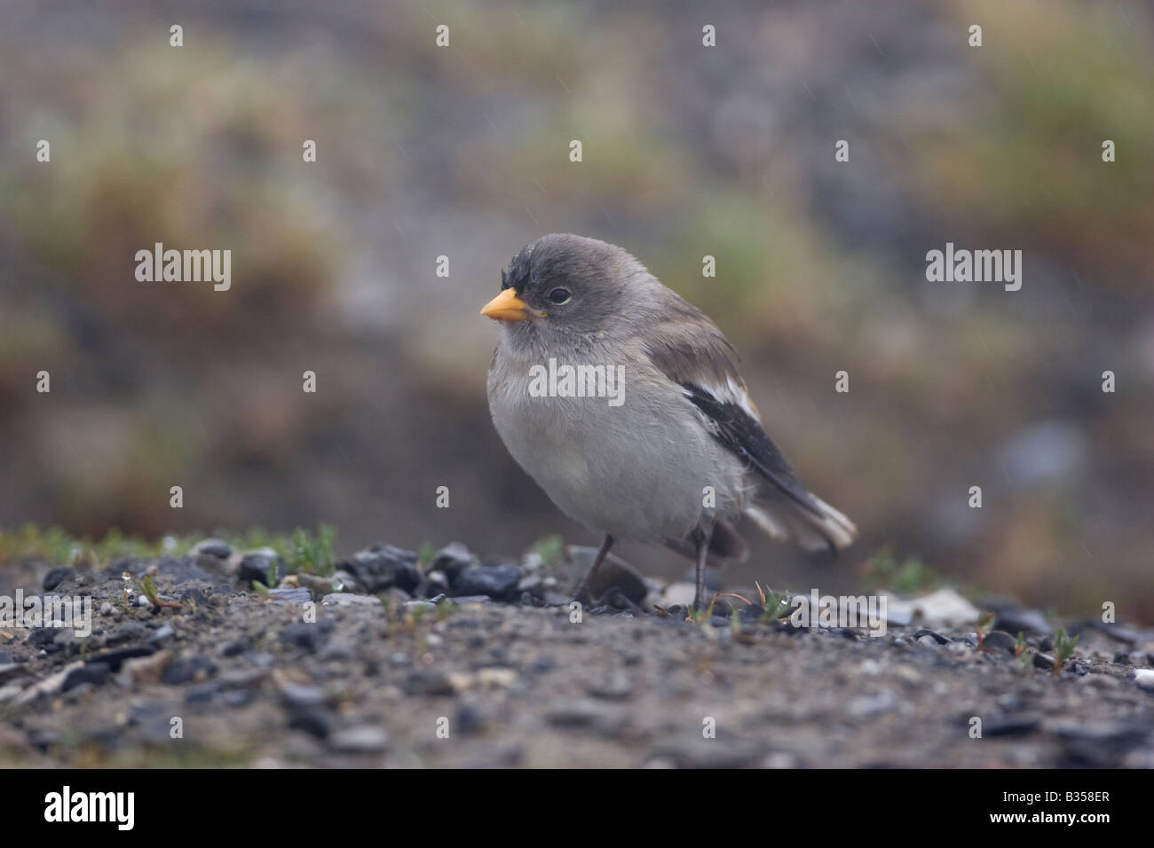 White winged snow finch hi-res stock photography and images - Alamy