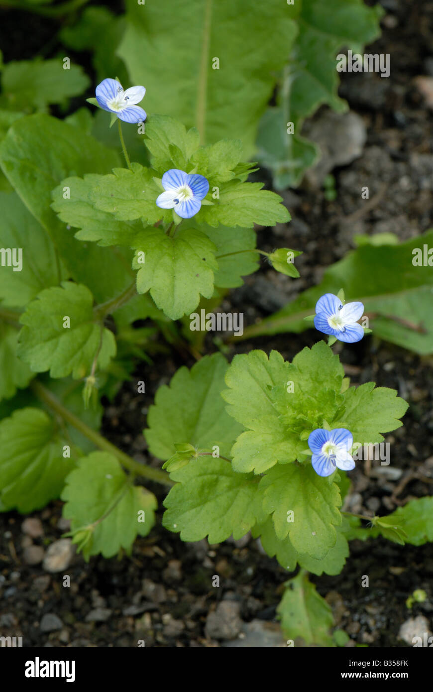 Common field speedwell Veronica persica flowering plant Stock Photo - Alamy