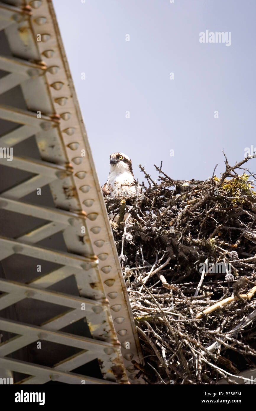 osprey in a nest on a bridge arch Stock Photo - Alamy