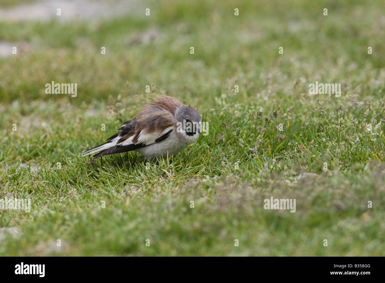 White winged snowfinches hi-res stock photography and images - Alamy