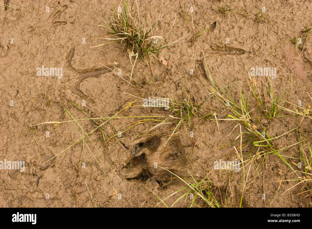 Footprint turkey wolf mud hi-res stock photography and images - Alamy