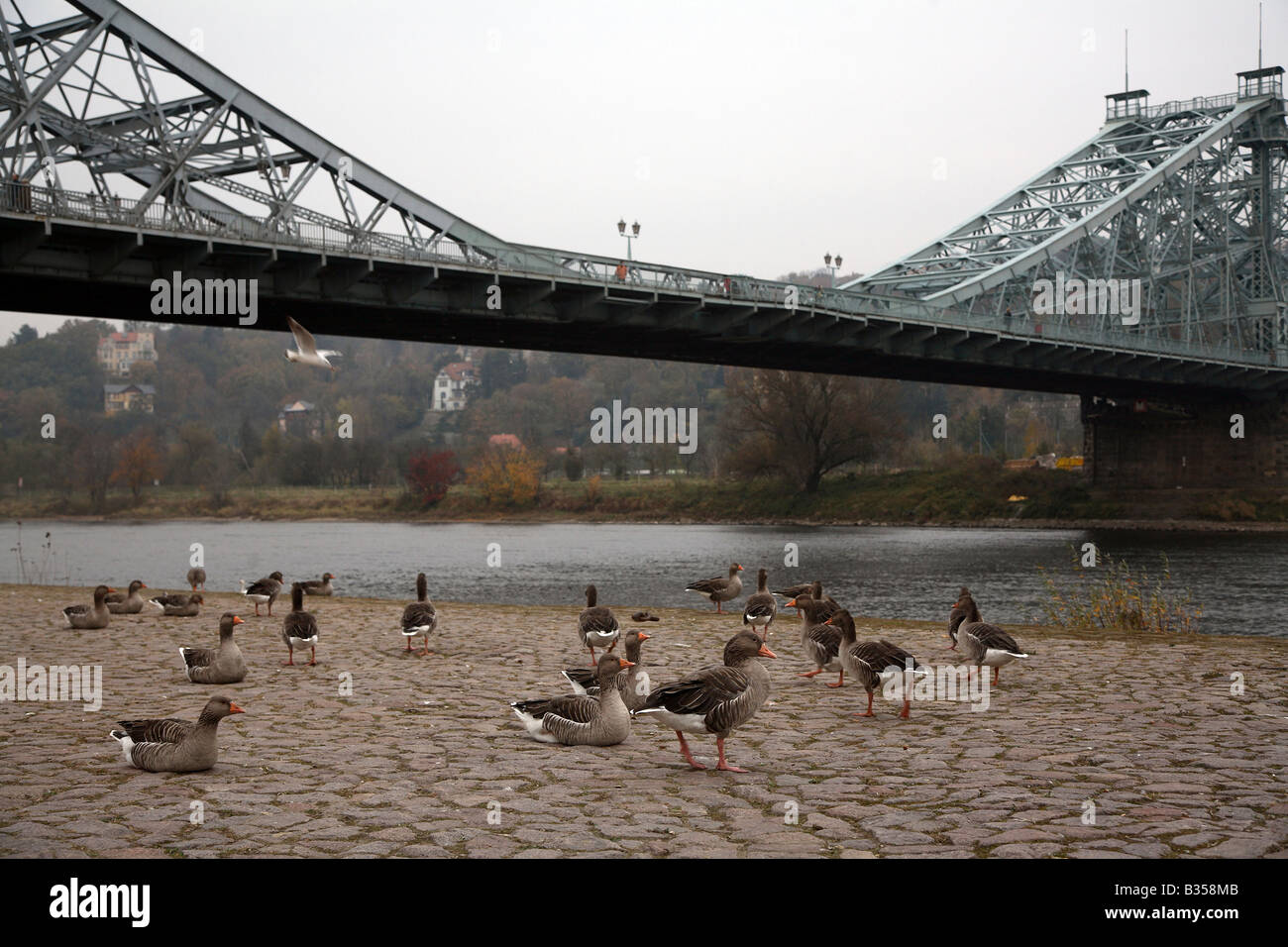 Grey geese and the Blue Wonder bridge, Dresden, Germany Stock Photo - Alamy