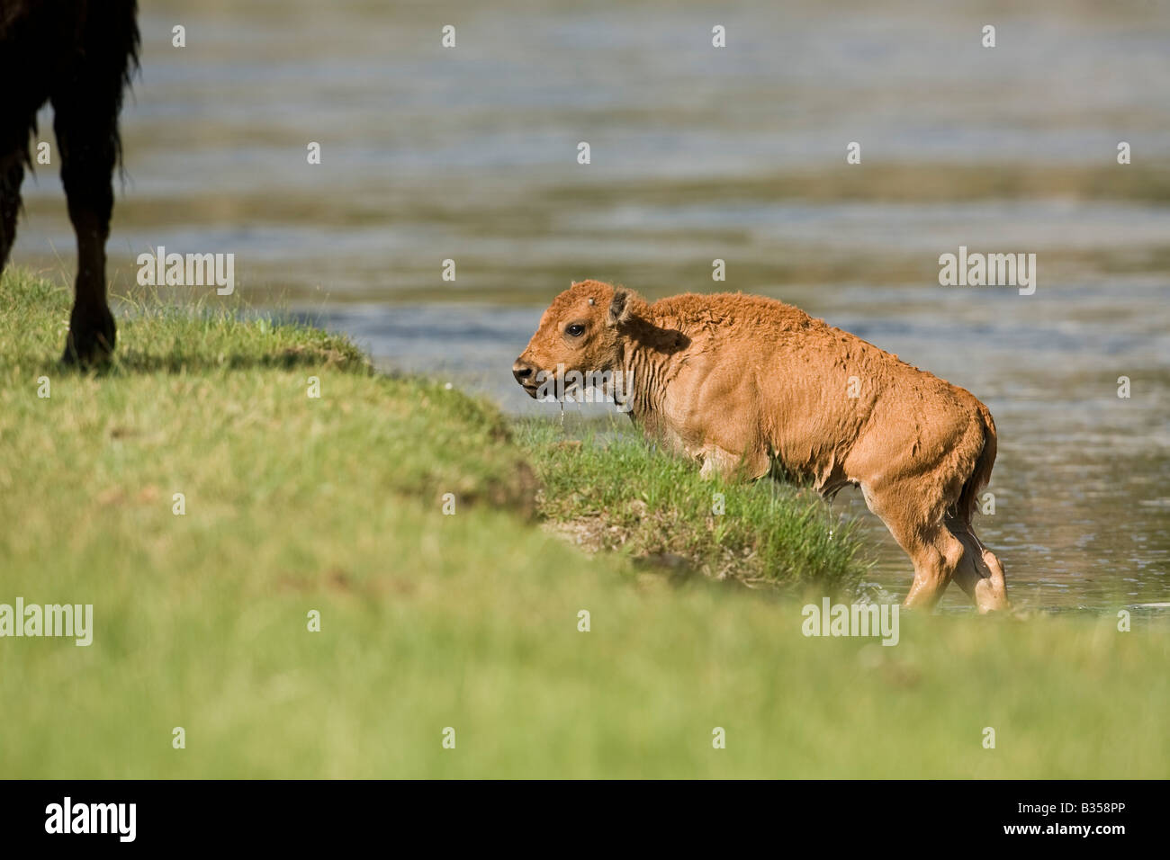 Yearling bison hi-res stock photography and images - Alamy