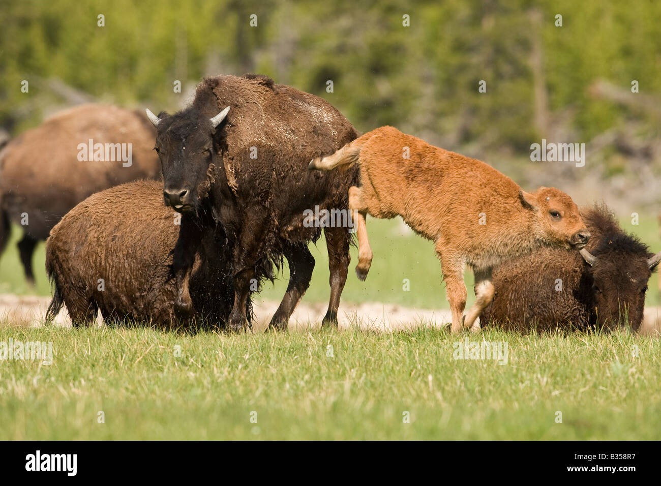Yearling bison hi-res stock photography and images - Alamy