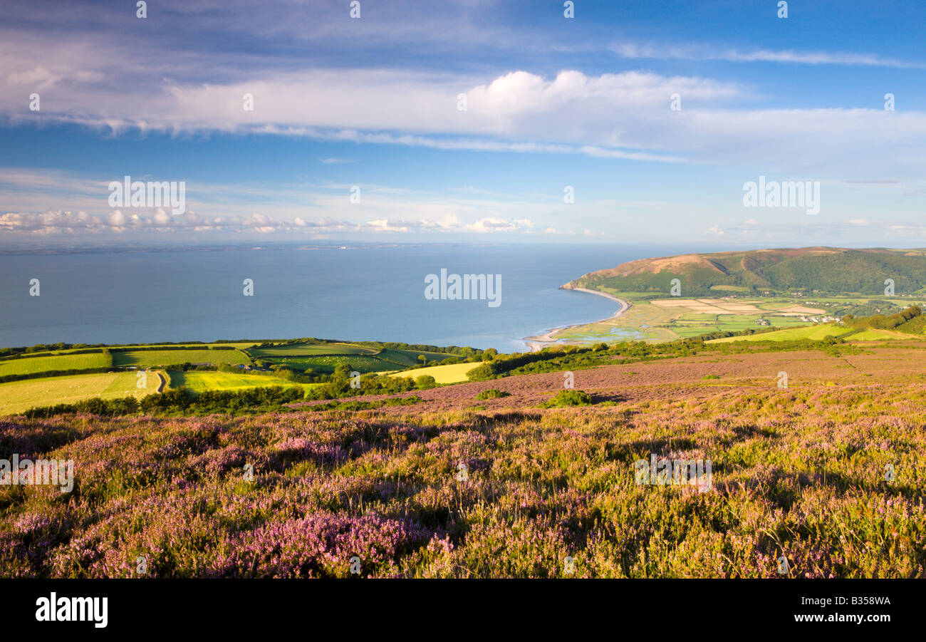 Flowering heather on Porlock Common overlooking Bossington Bay and the ...