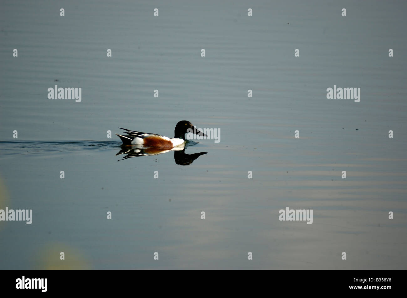 a picture of a duck Stock Photo - Alamy