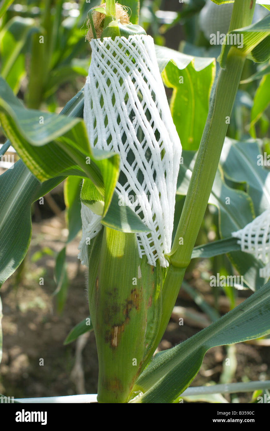 Pre Packed Corn High Resolution Stock Photography and Images - Alamy