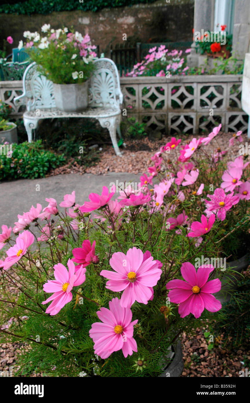 Cosmos plant pot hi-res stock photography and images - Alamy