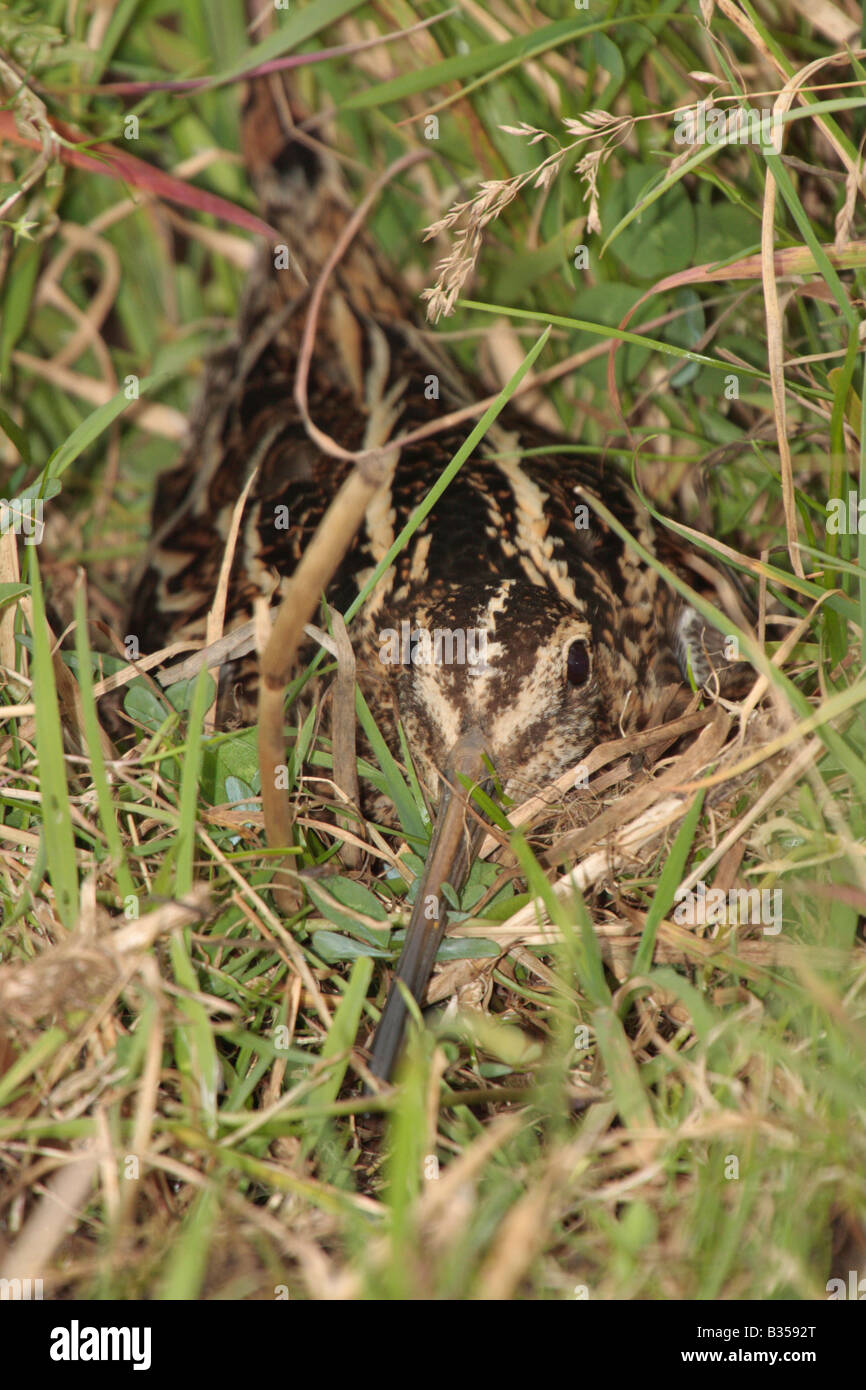 Nesting snipe hi-res stock photography and images - Alamy