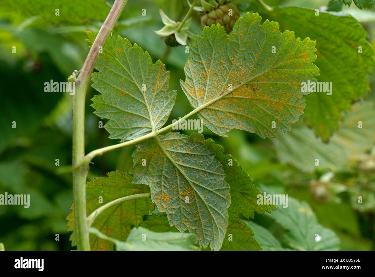 Raspberry rust Phragmidium rubi idaei on raspberry leaf underside Stock ...