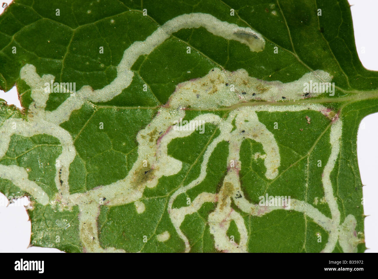 Unidentified leafminer mines in smooth sow thistle leaf the larva is ...