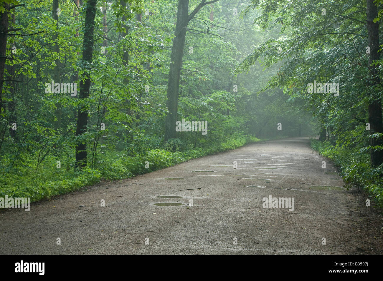 Wide ground road deep in the forest just after summer rain Stock Photo ...