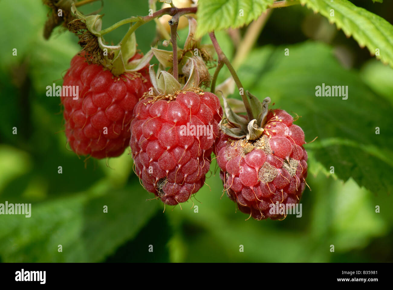 Grey mould raspberry hi-res stock photography and images - Alamy