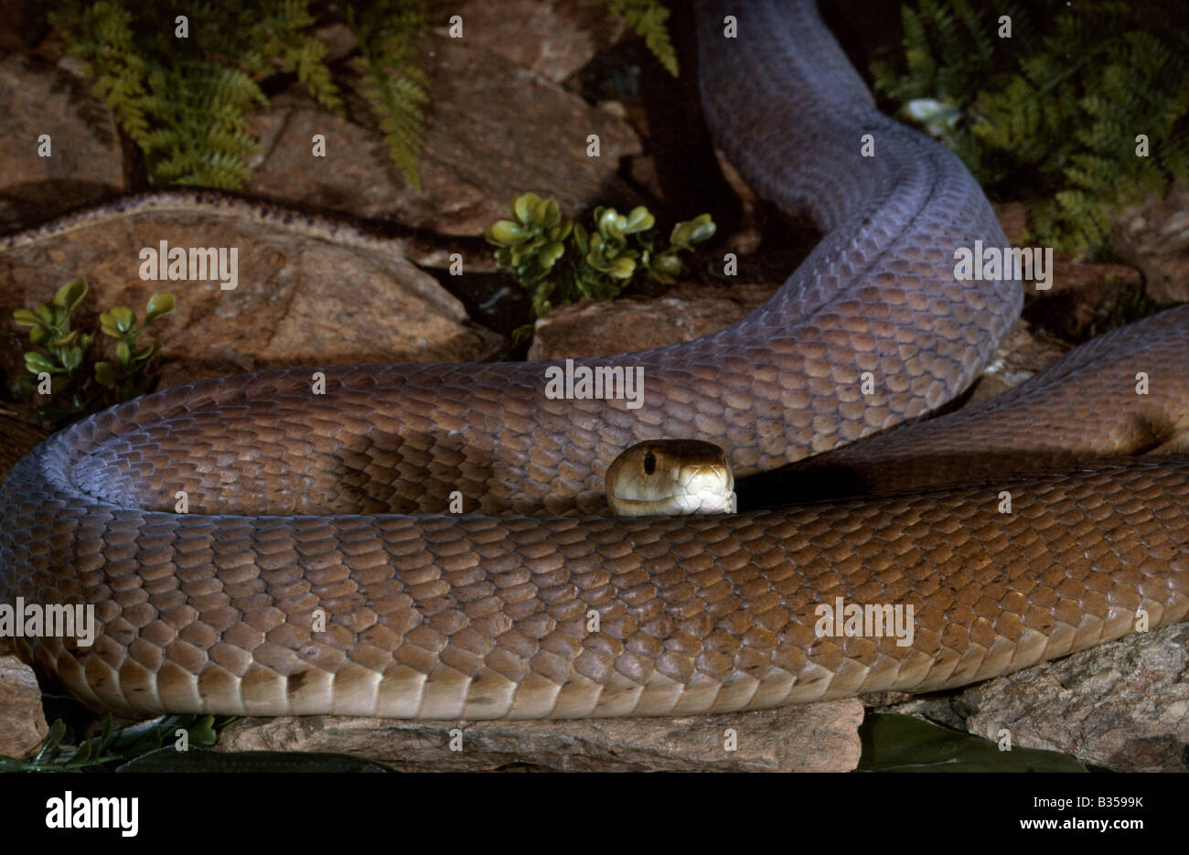 Black mamba snake hi-res stock photography and images - Alamy