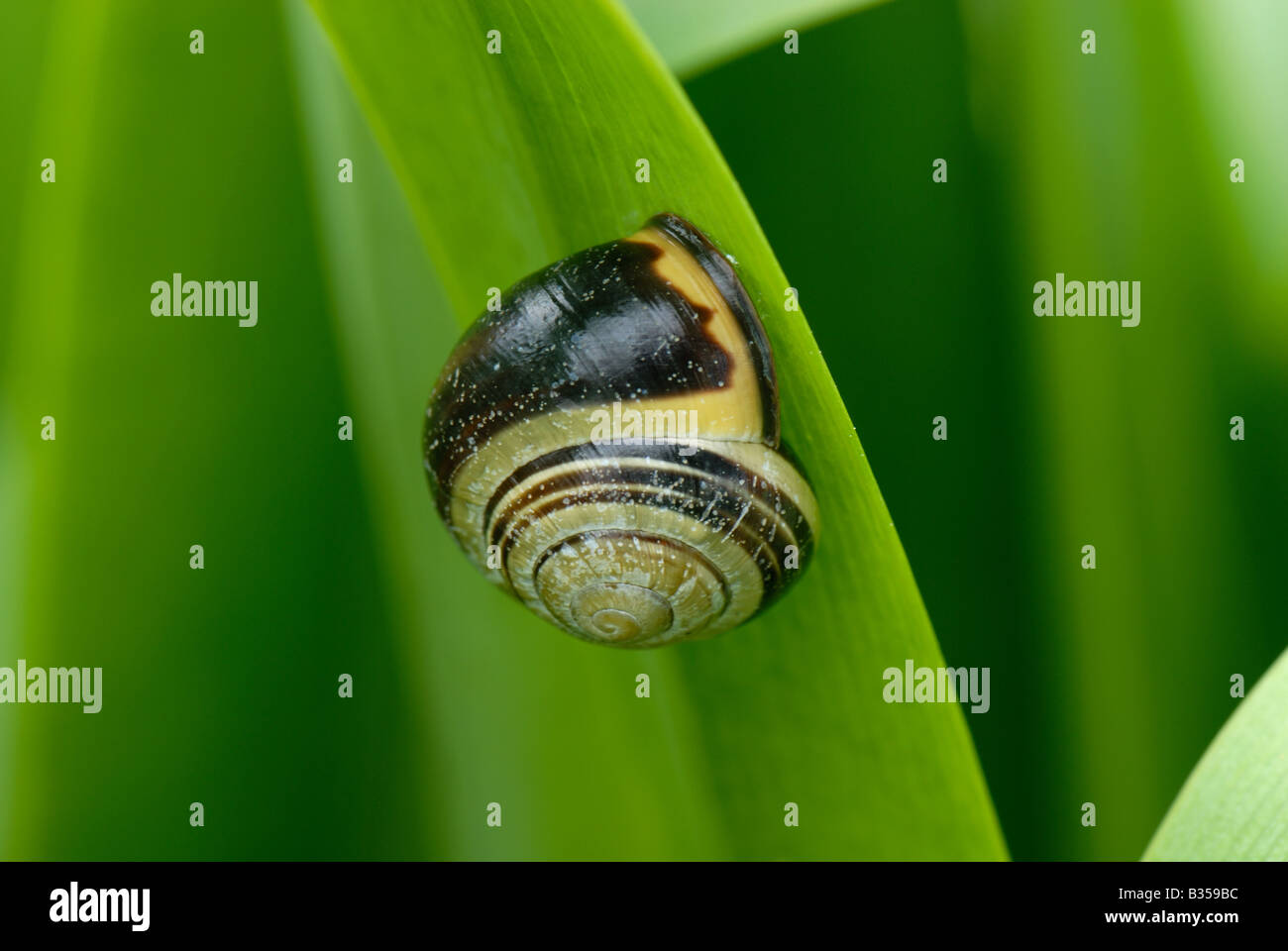 Cepaea nemoralis hi-res stock photography and images - Alamy