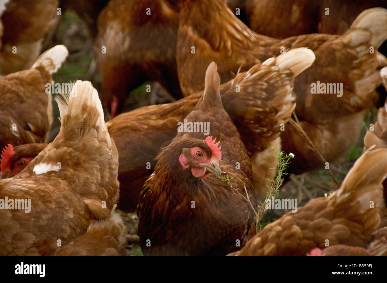 Free range birds hi-res stock photography and images - Alamy