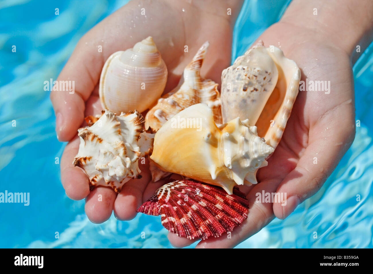 Shells on hands Stock Photo - Alamy