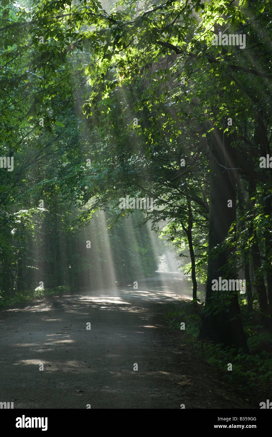 Ground road crossing old deciduous forest with beams of light entering ...