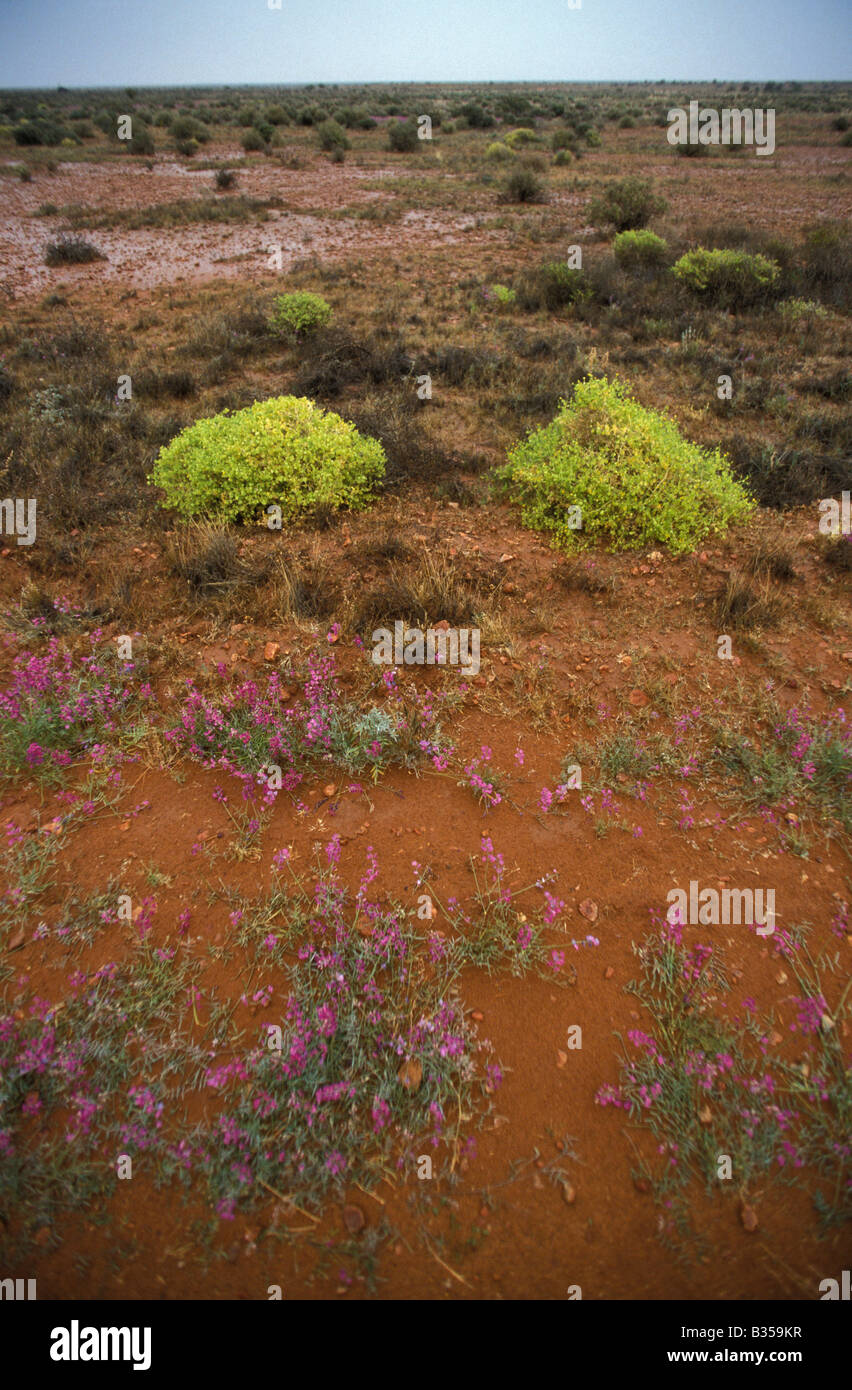 Witjira hi-res stock photography and images - Alamy