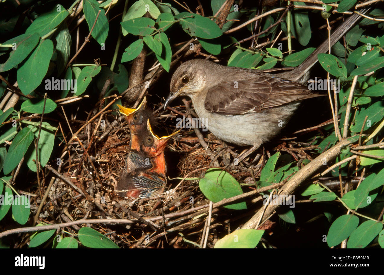 Mockingbird Fledglings