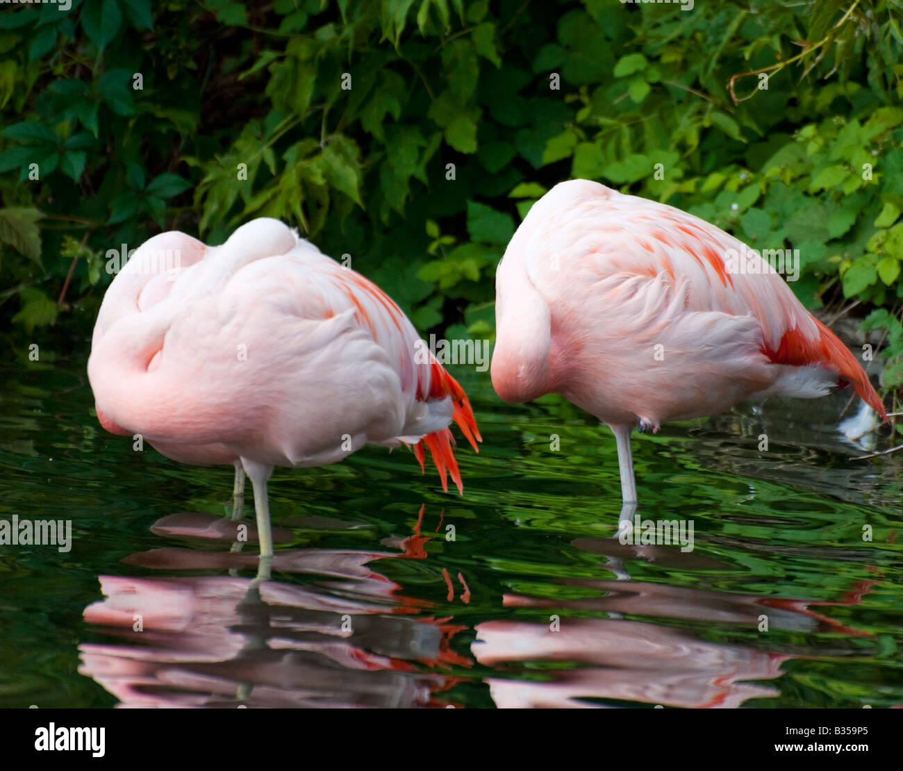 Flamingos sleeping while standing in water Stock Photo - Alamy